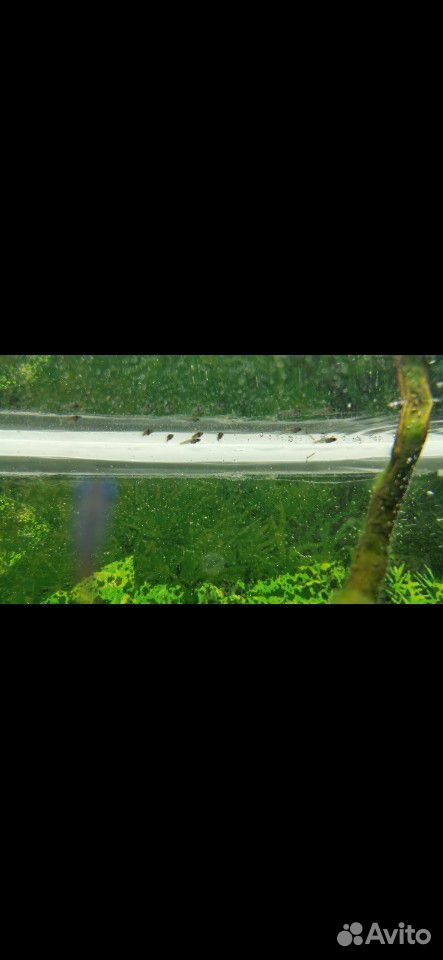 Рыбки гуппи подарок