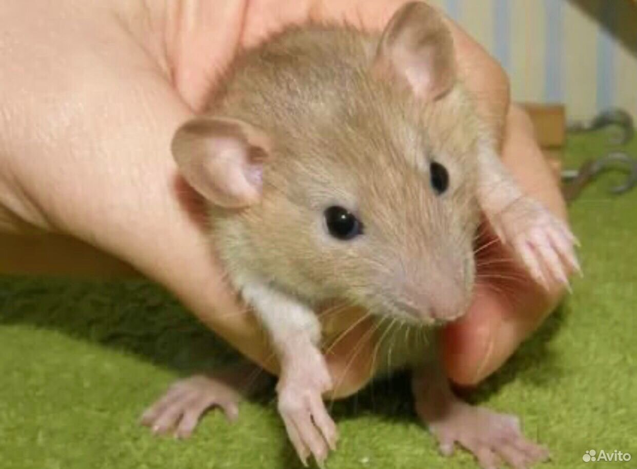 Крыса (крысёнок) дамбо Циннамон