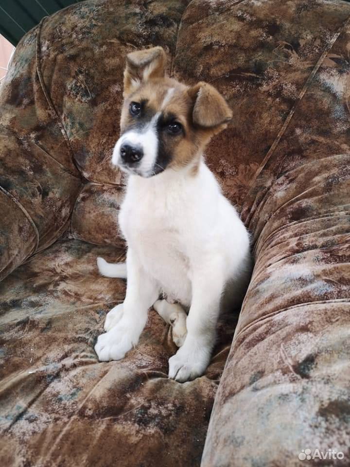 Веселый умный щенок вырастет по колено