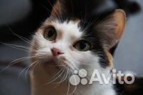 Приносящая удачу кошка фея