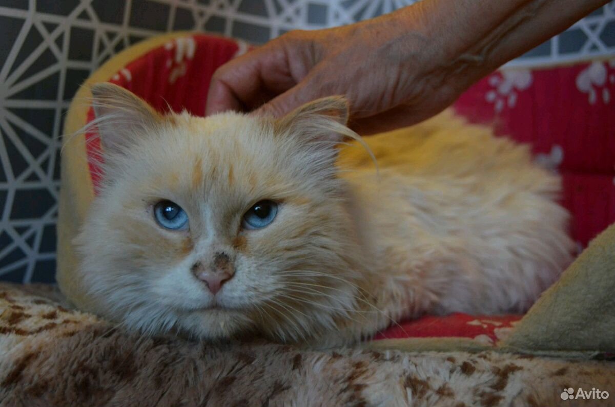 Кот Филл 4-5 лет