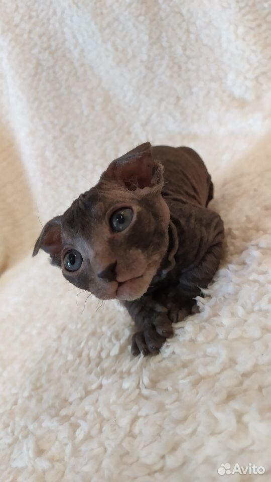 Донской сфинкс. Темненькая велюровая кошечка