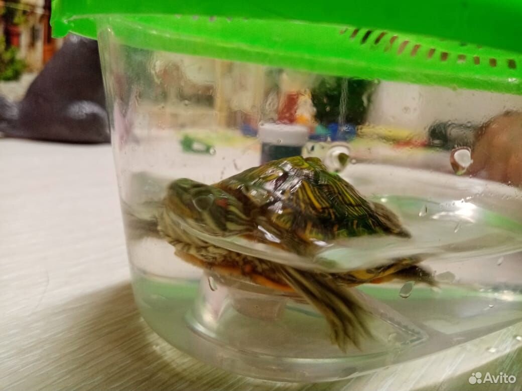 Отдам бесплатно черепашку