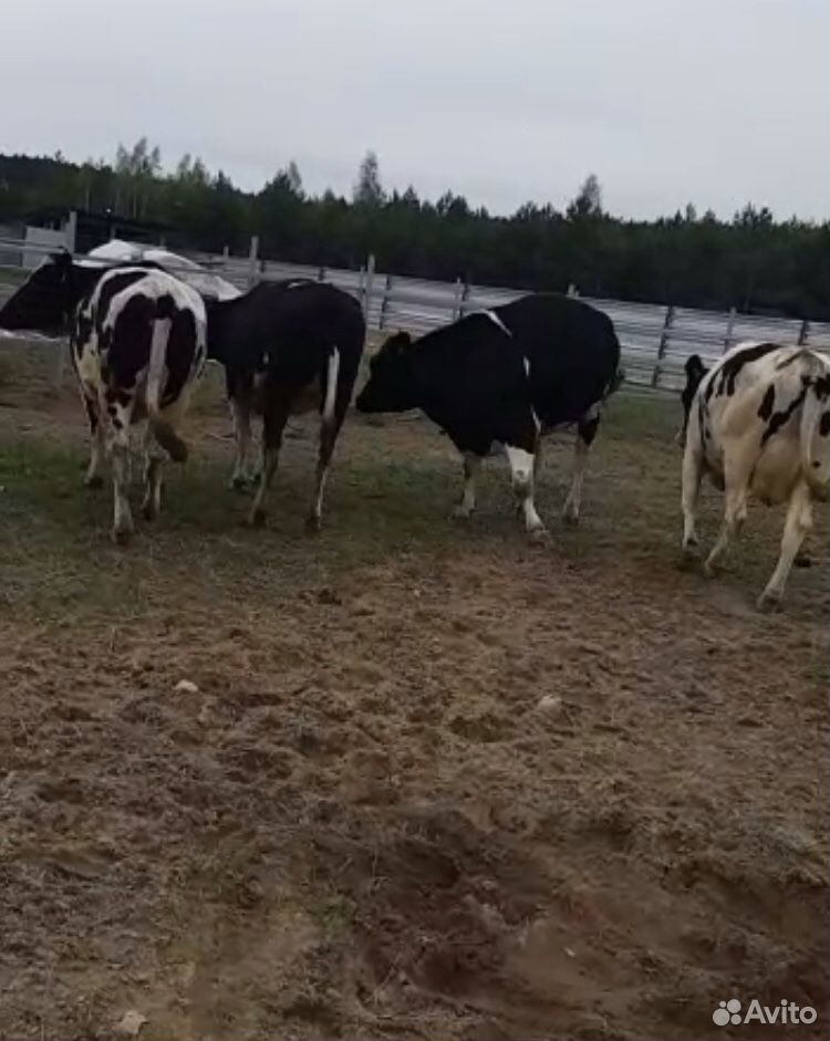 Коровы крытые 4 шт