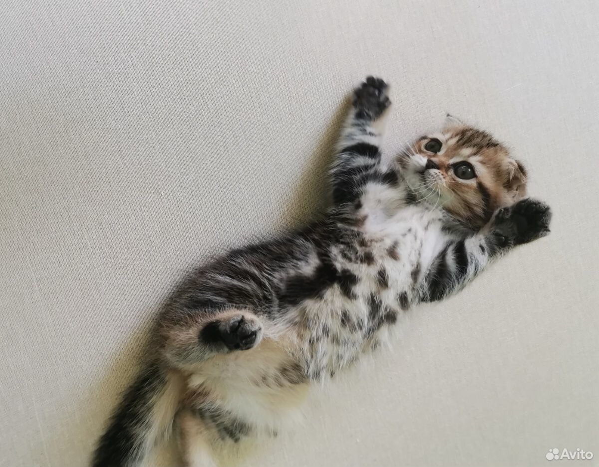 Шотландская вислоухая кошечка