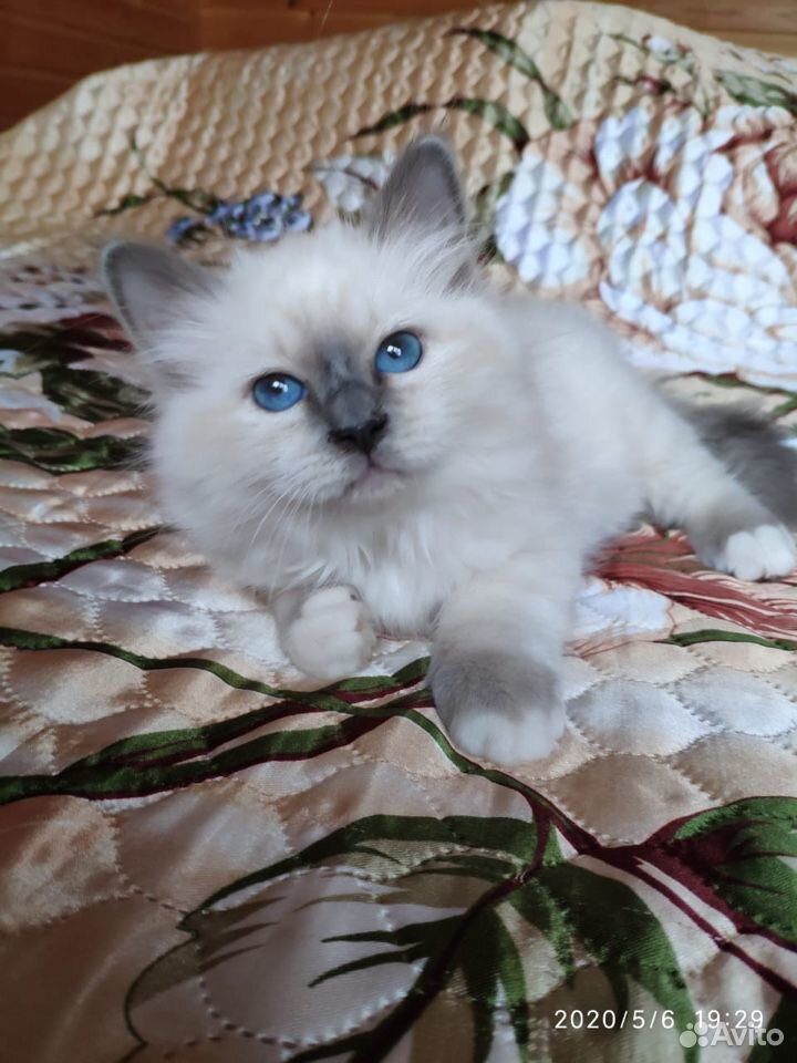 Котёнок Священная бирма