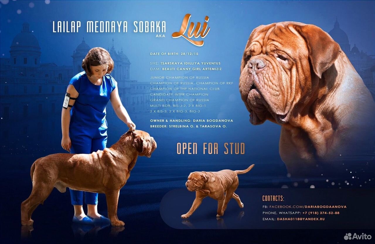 Предлагается кобель для племенного разведения