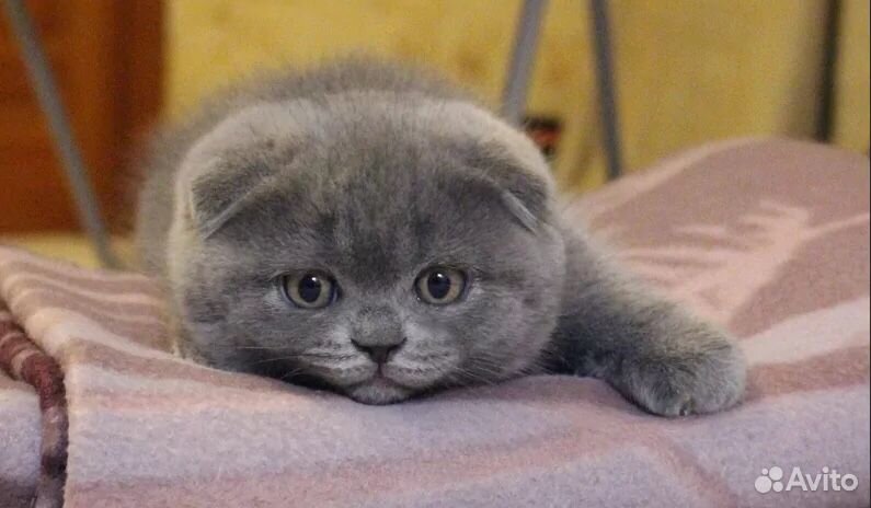 Шотландская вислоухая кошечка