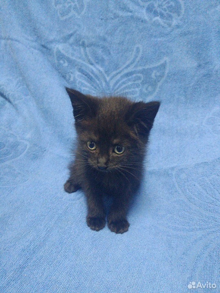 Котенок мальчик полтора месяца