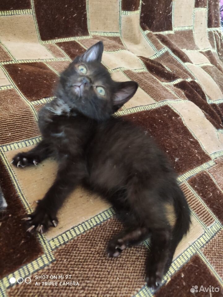 Котенок Мия в добрые руки