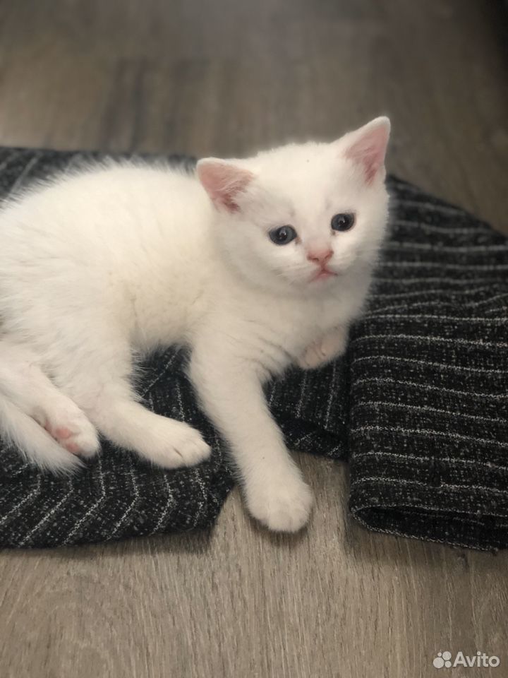 Котенок