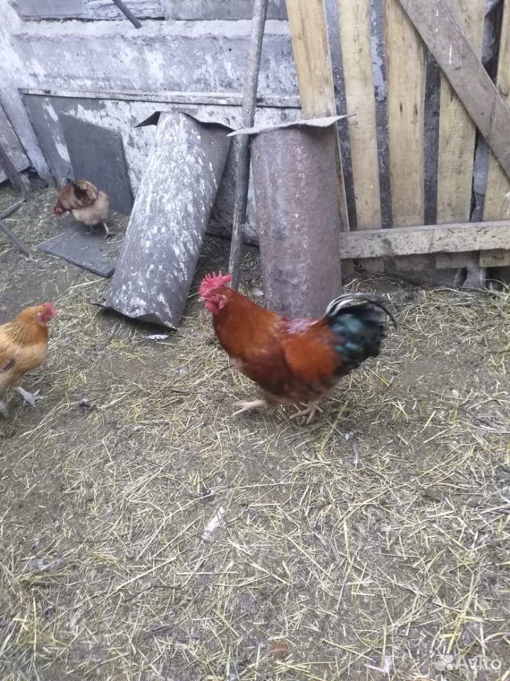 Кучинские петухи