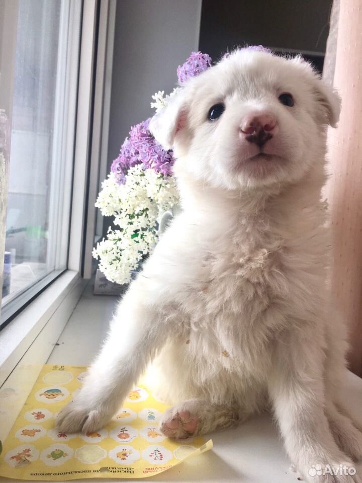 Девочки Лиззи и Дейзи ищут дом