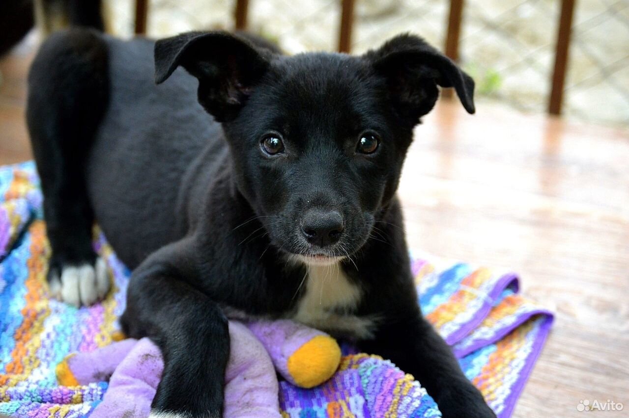 Щенок-девочка, возраст 2,5 мес, очень нужен дом