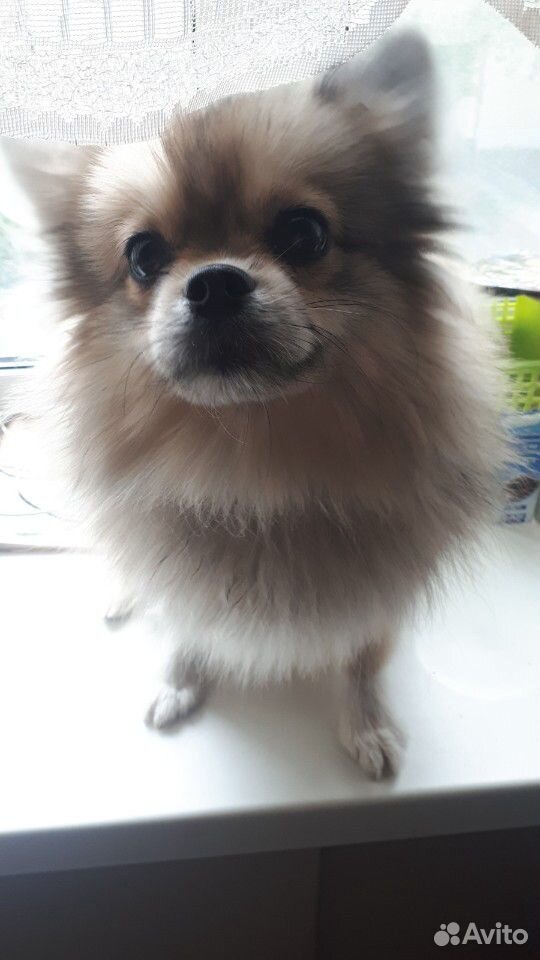 Шпиц померанский