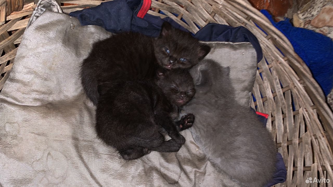 Котята британские