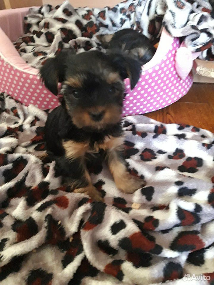 Йоркширский терьер