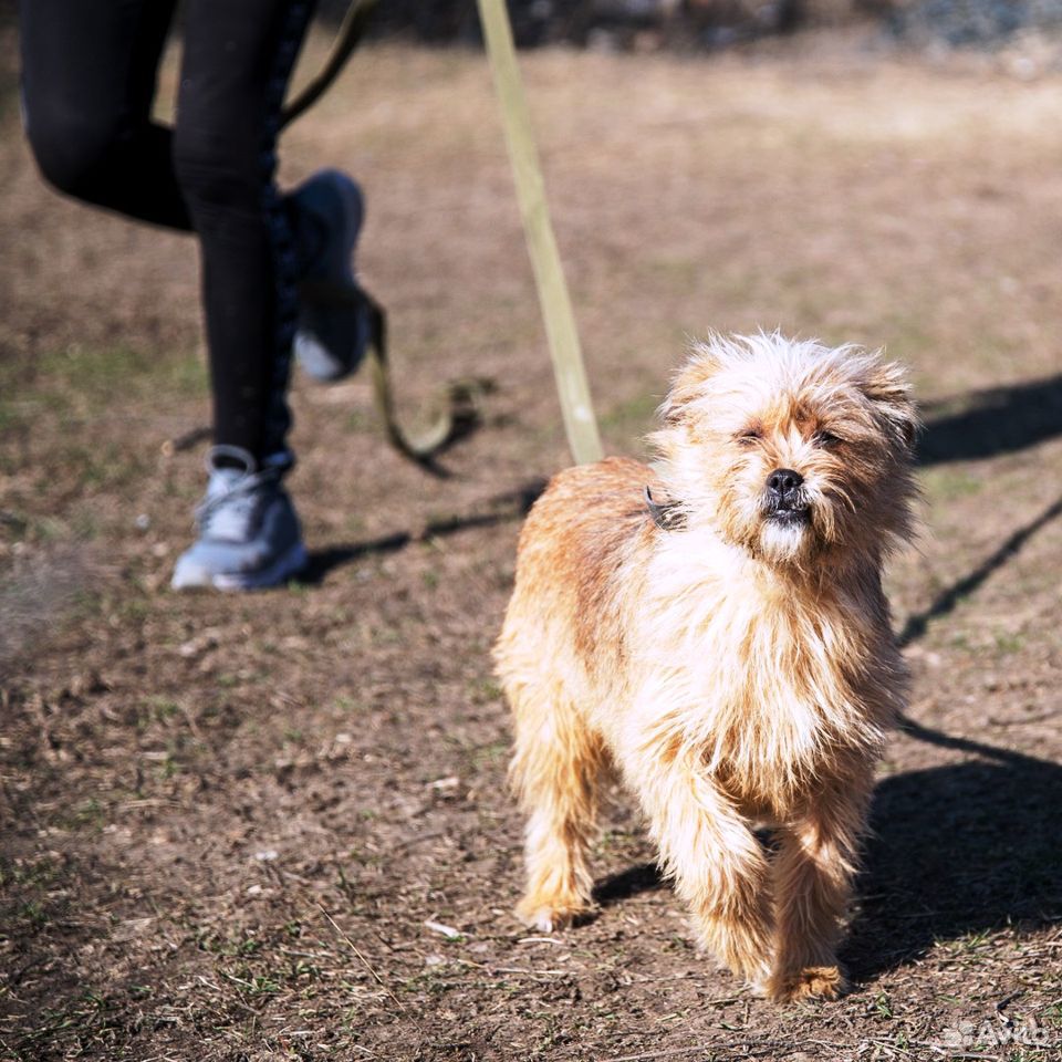Ищет лучшую семью маленькая собачка Габи