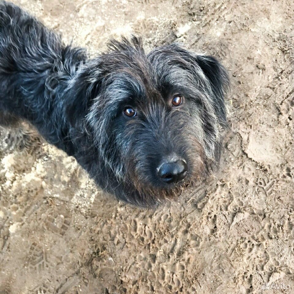 Фанни ищет дом