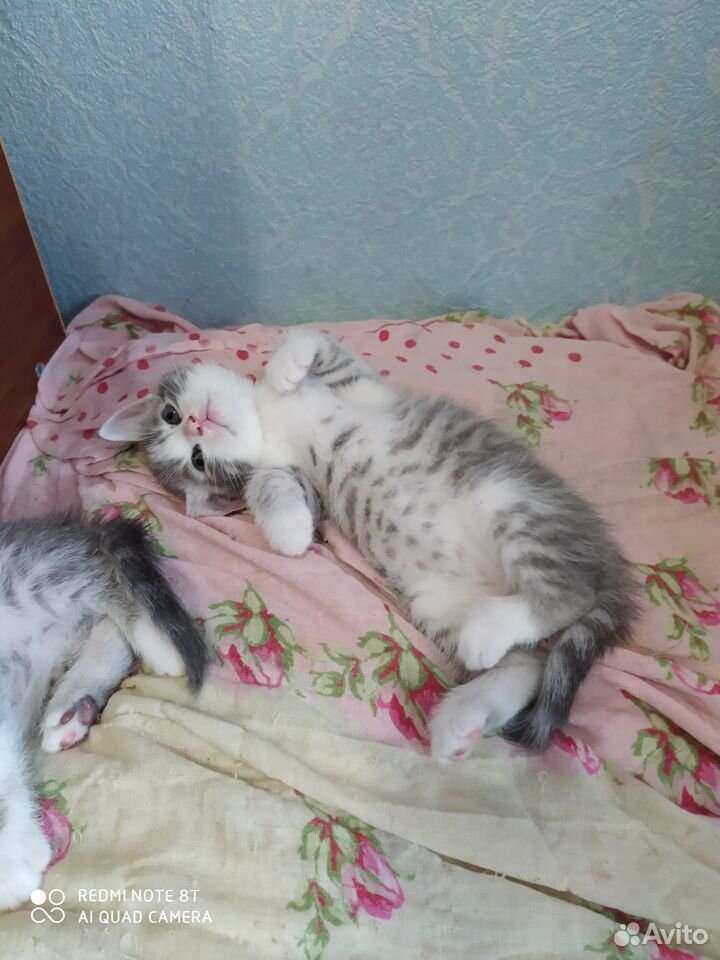 Кошки