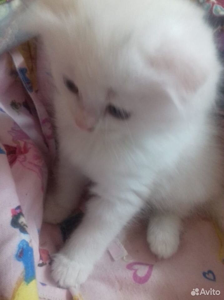 Милашечка кошечка ищет добрые теплые руки