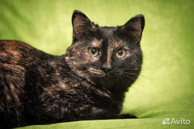 Кошка в добрые руки