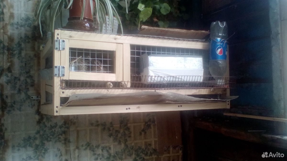 Перепела с клеткой