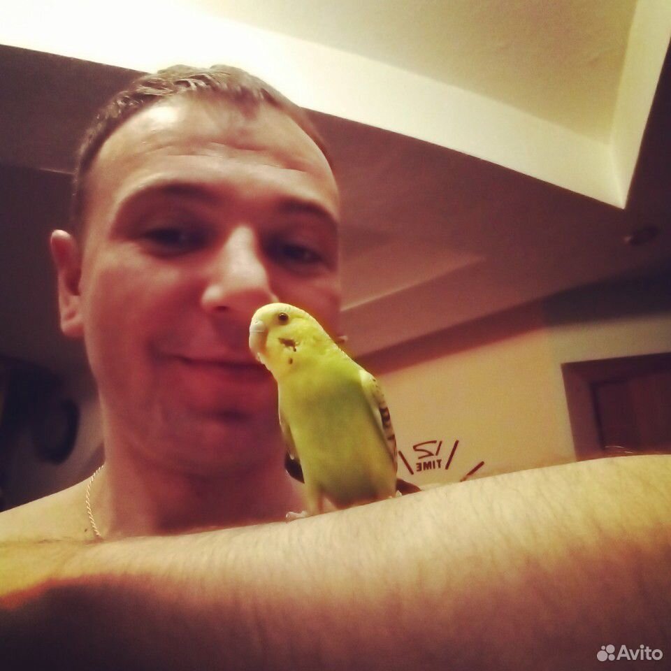 Волнистый попугай