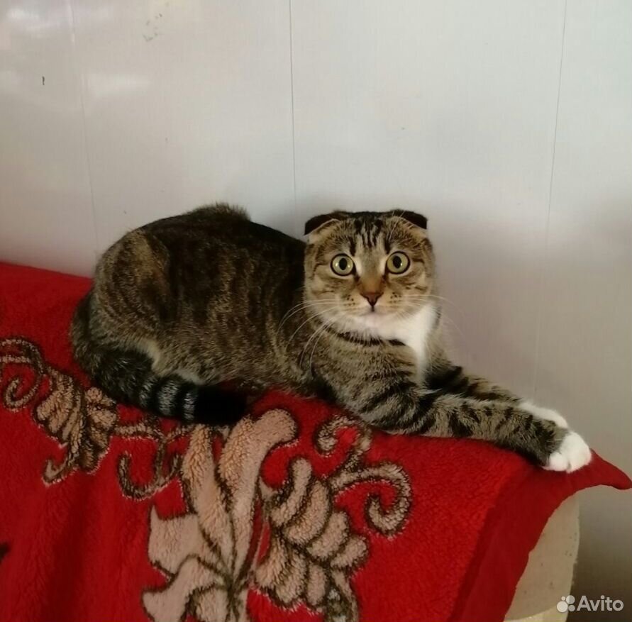 Кошка Шотландская вислоушка