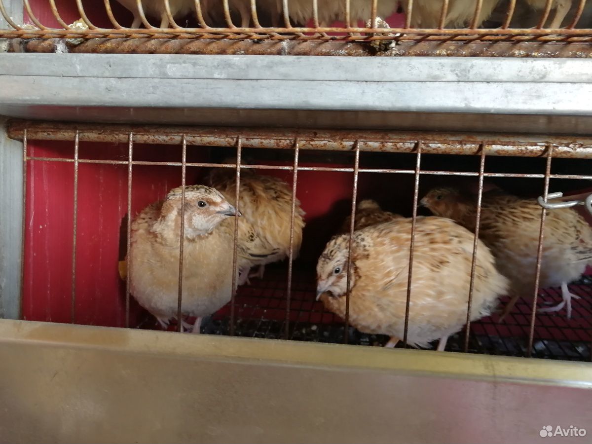 Перепела самцы