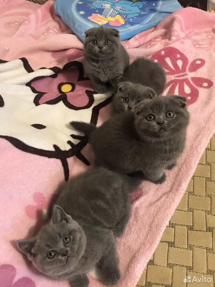 Шотландская