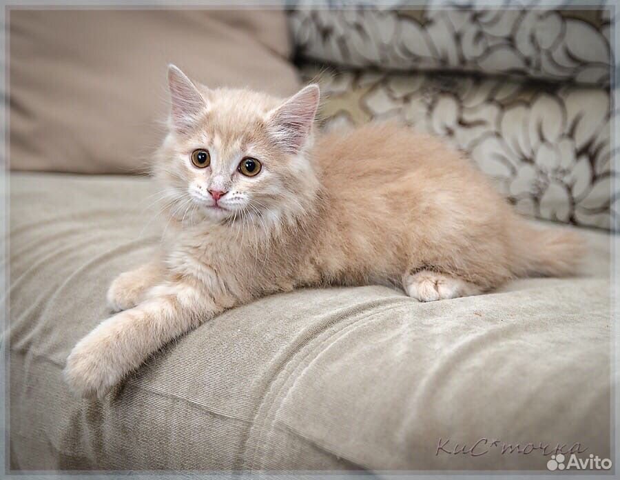 Кому розовые пяточки Пуся-шикарная девочка ищет до