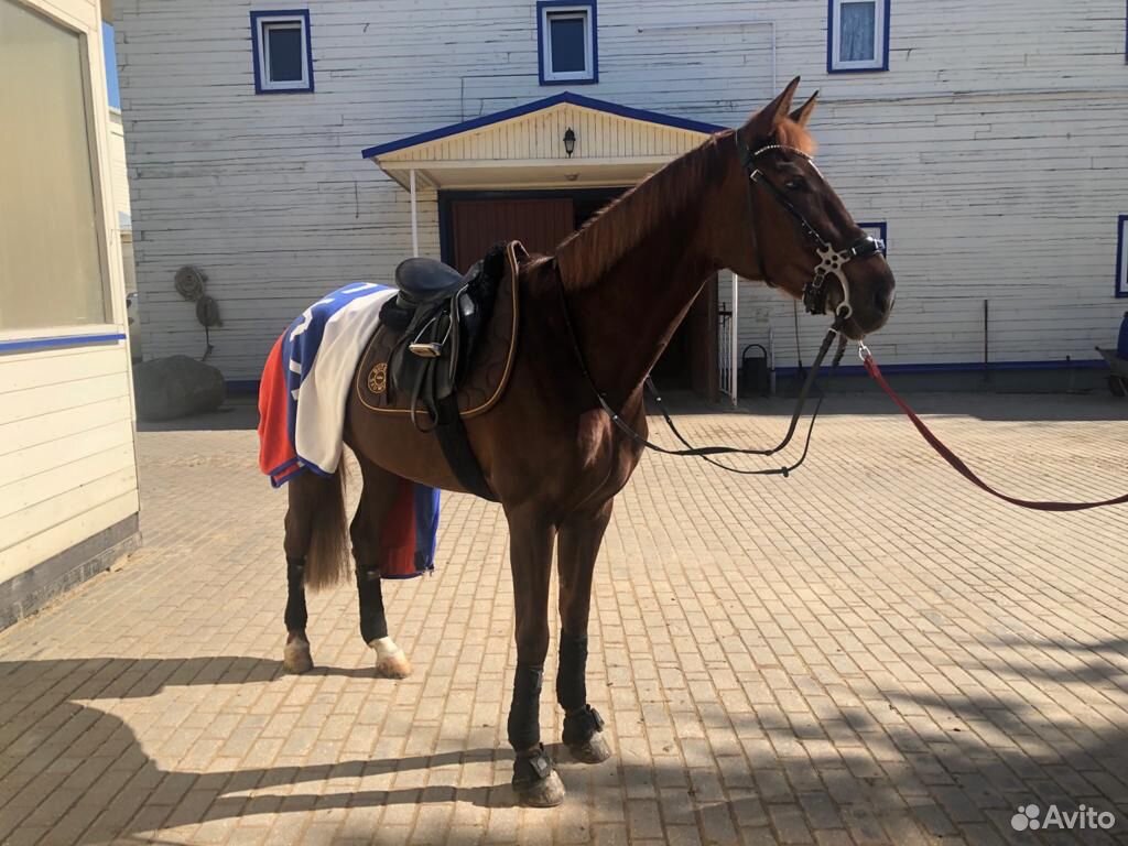 Лошадь кобыла спортивная хобби любители