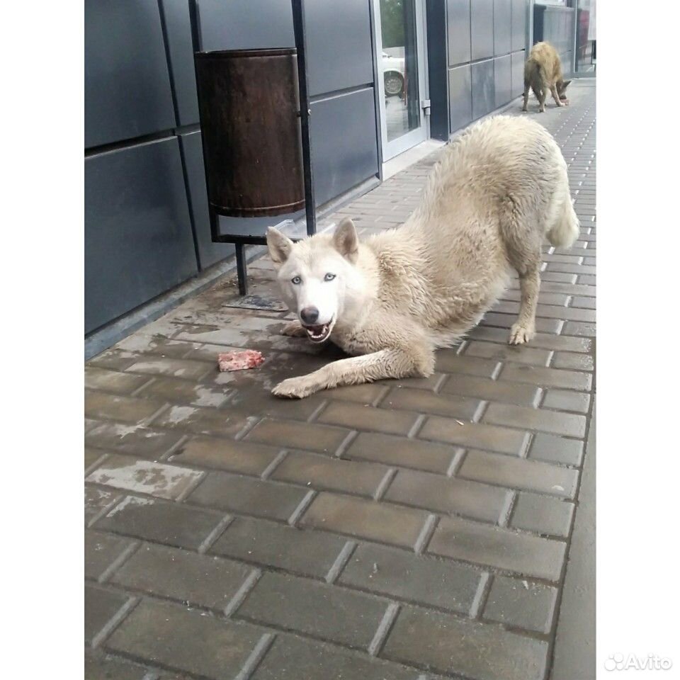 Ищем старого или нового хозяина