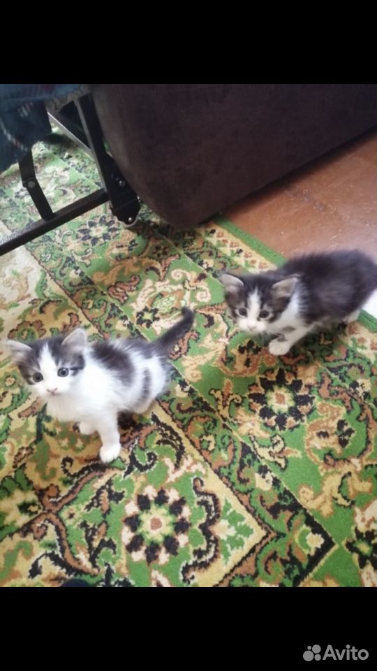 Отдам котят в добрые руки
