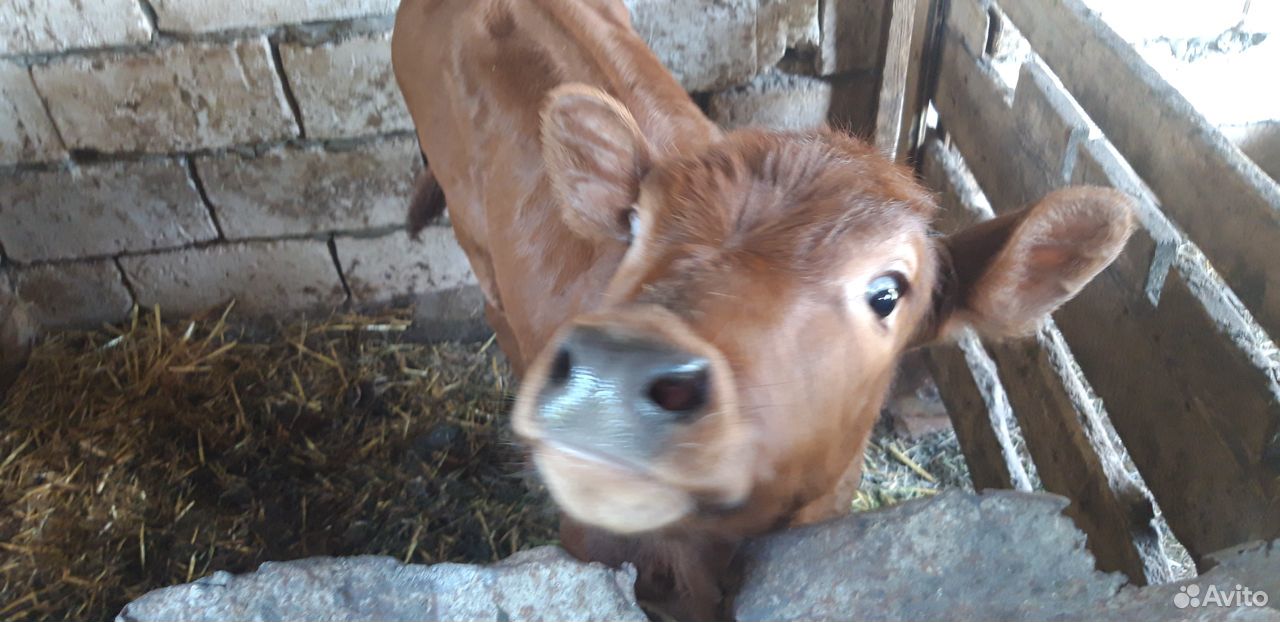 Продаётся телочка