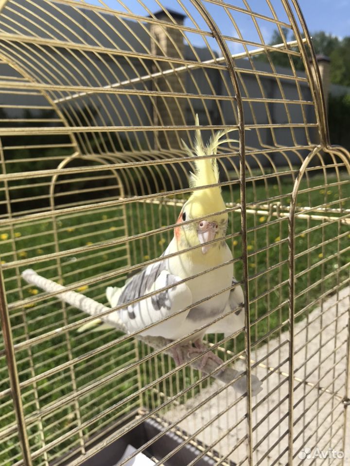 Попугай в добрые руки