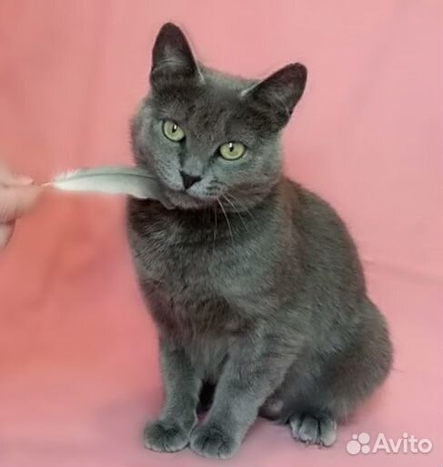 Невероятно ласковая кошка ищет семью
