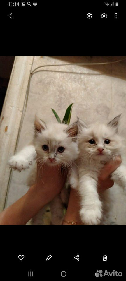 Невская москарадная