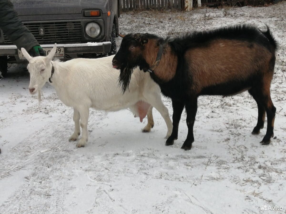 Годовалая козочка