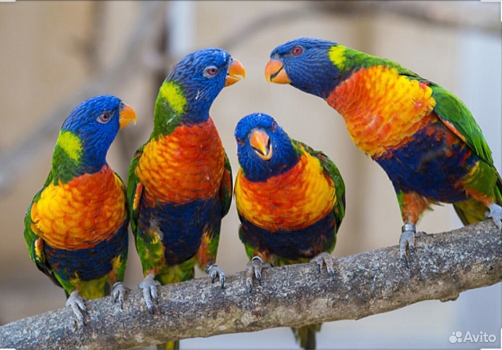 Попугаи