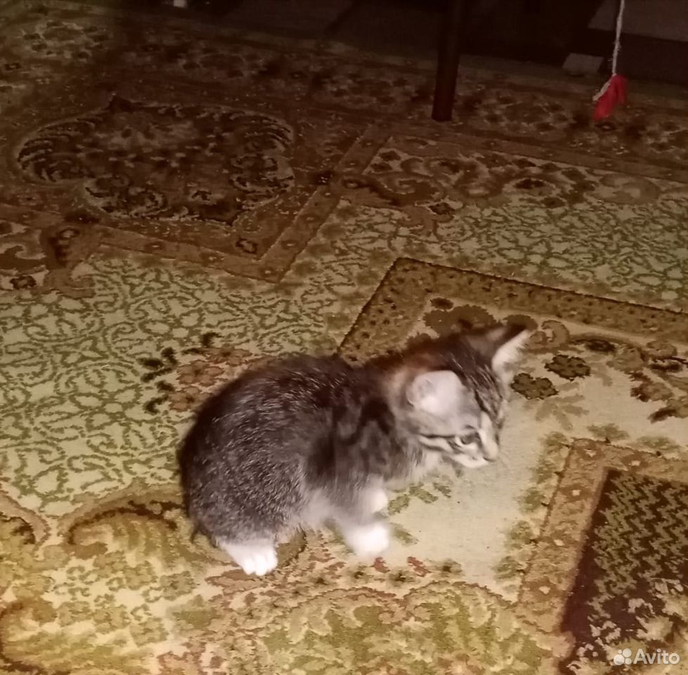 Тигренок в добрые руки