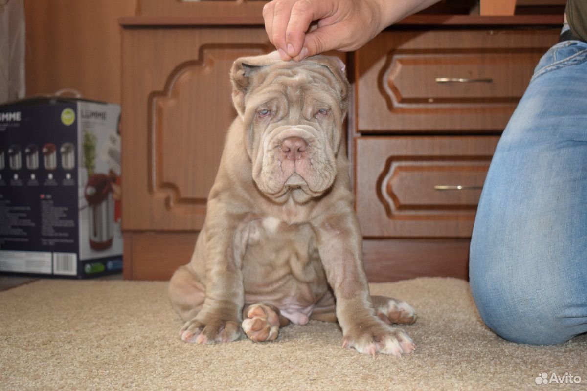 Складчатое чудо