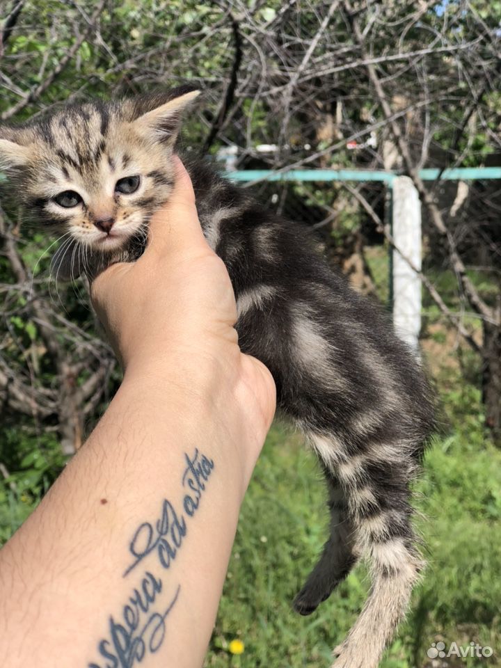 Кошка