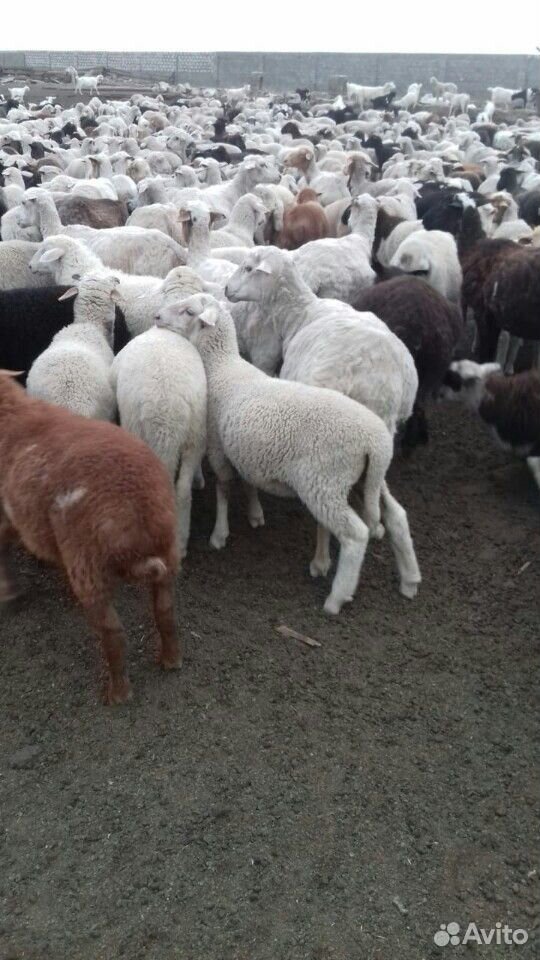 Овцы.Матка с ягнёнком