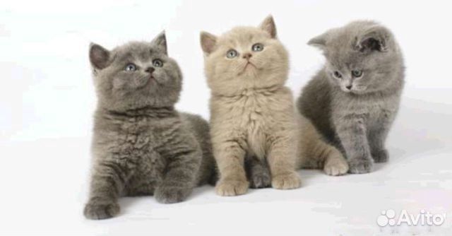 Британские котята