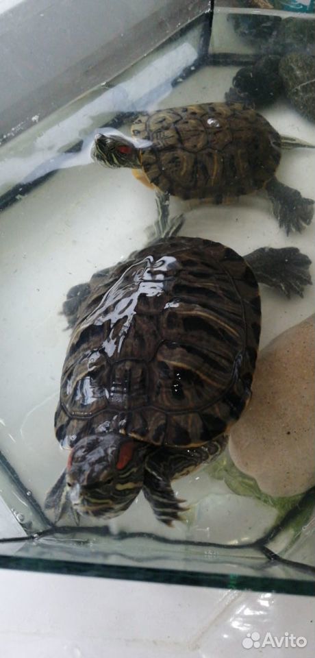 Черепаха