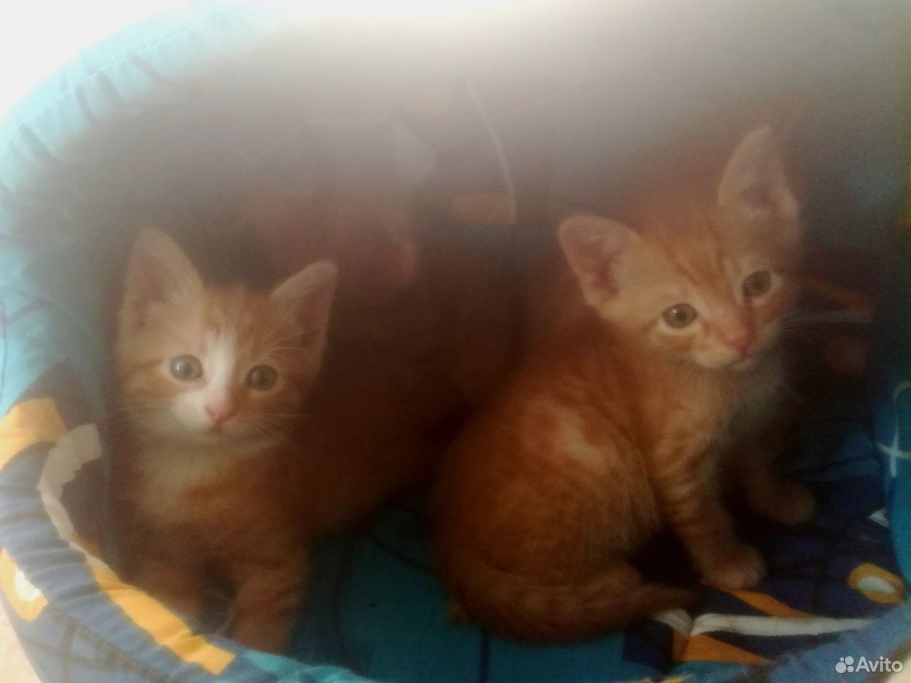 Отдам котенка