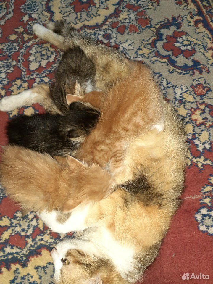 Котята в добрые руки