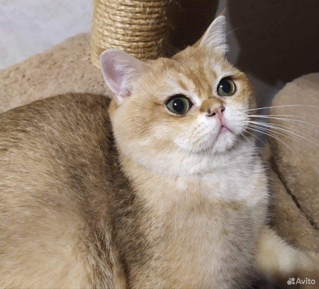 Золотой кот